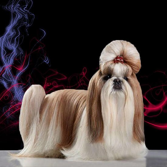 Razas de perros con mantos lisos